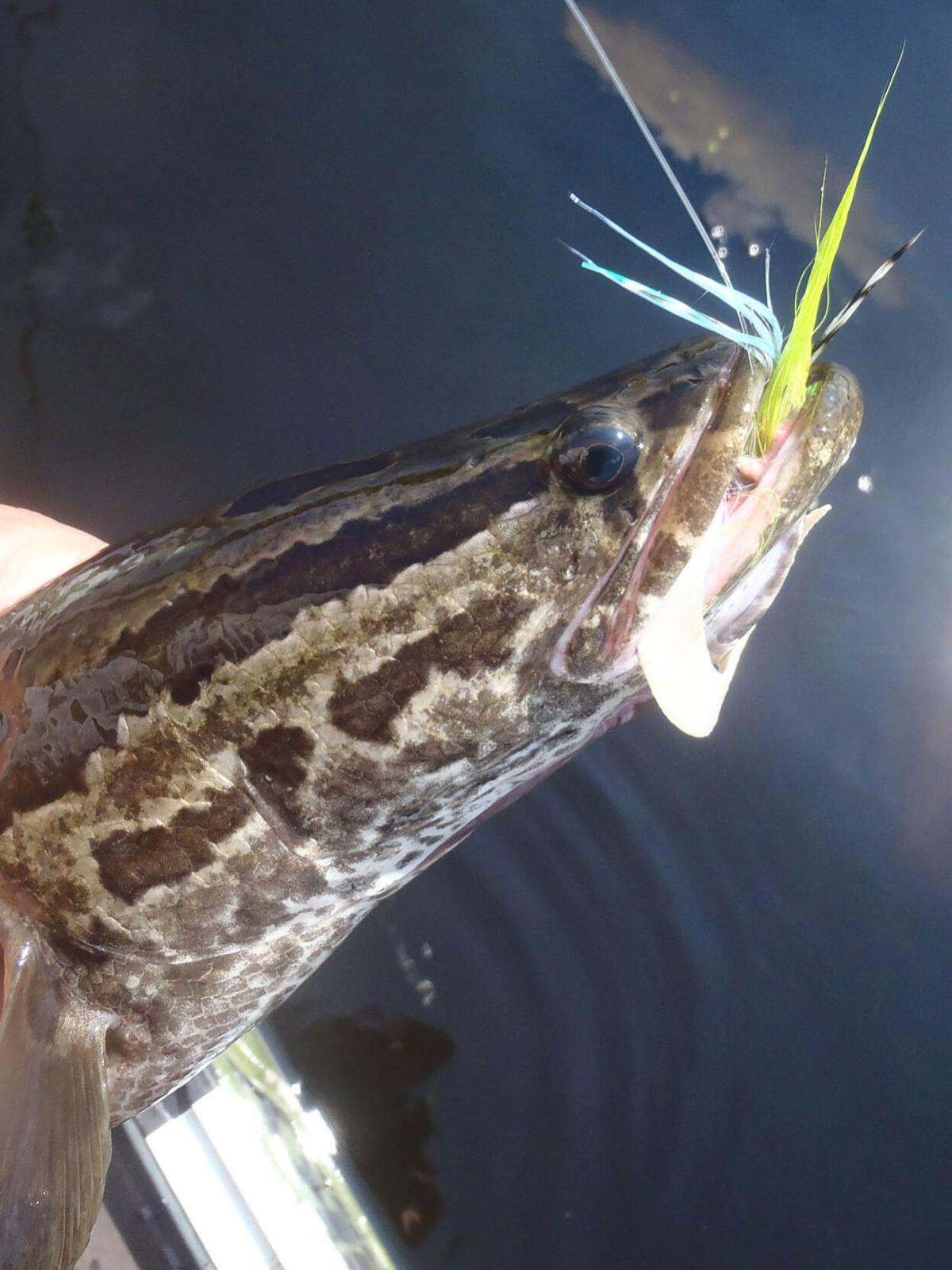 Today's Sportsman: Casting for snakeheads on the Eastern Shore | Travel ...