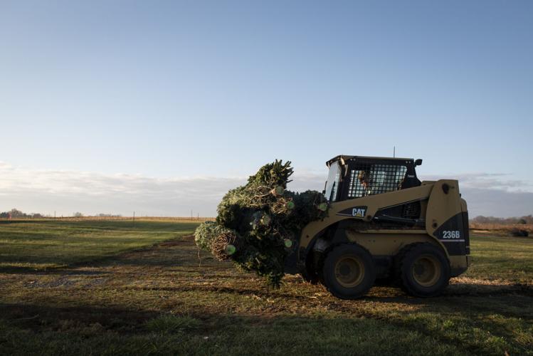 Festive Farms: Three businesses come alive with Christmas spirit | Arts ...