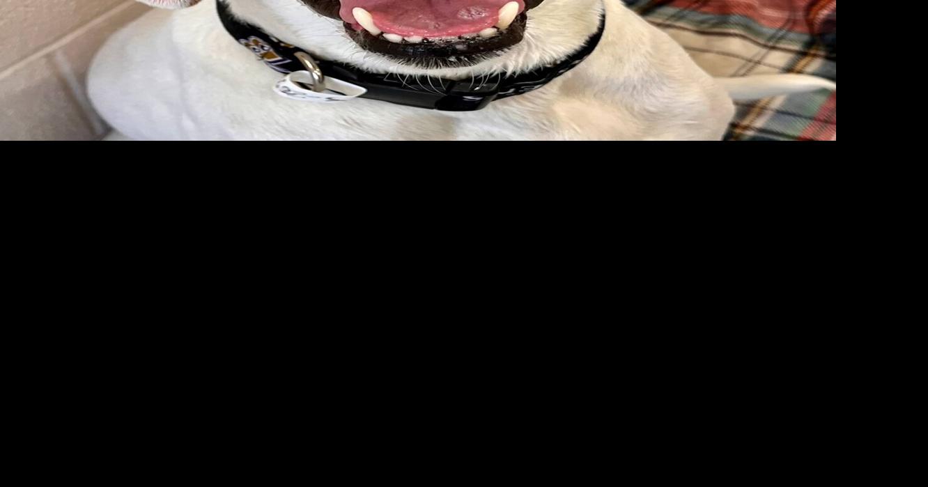 Featured pets — June 14 | Pets And Animals | fredericknewspost.com