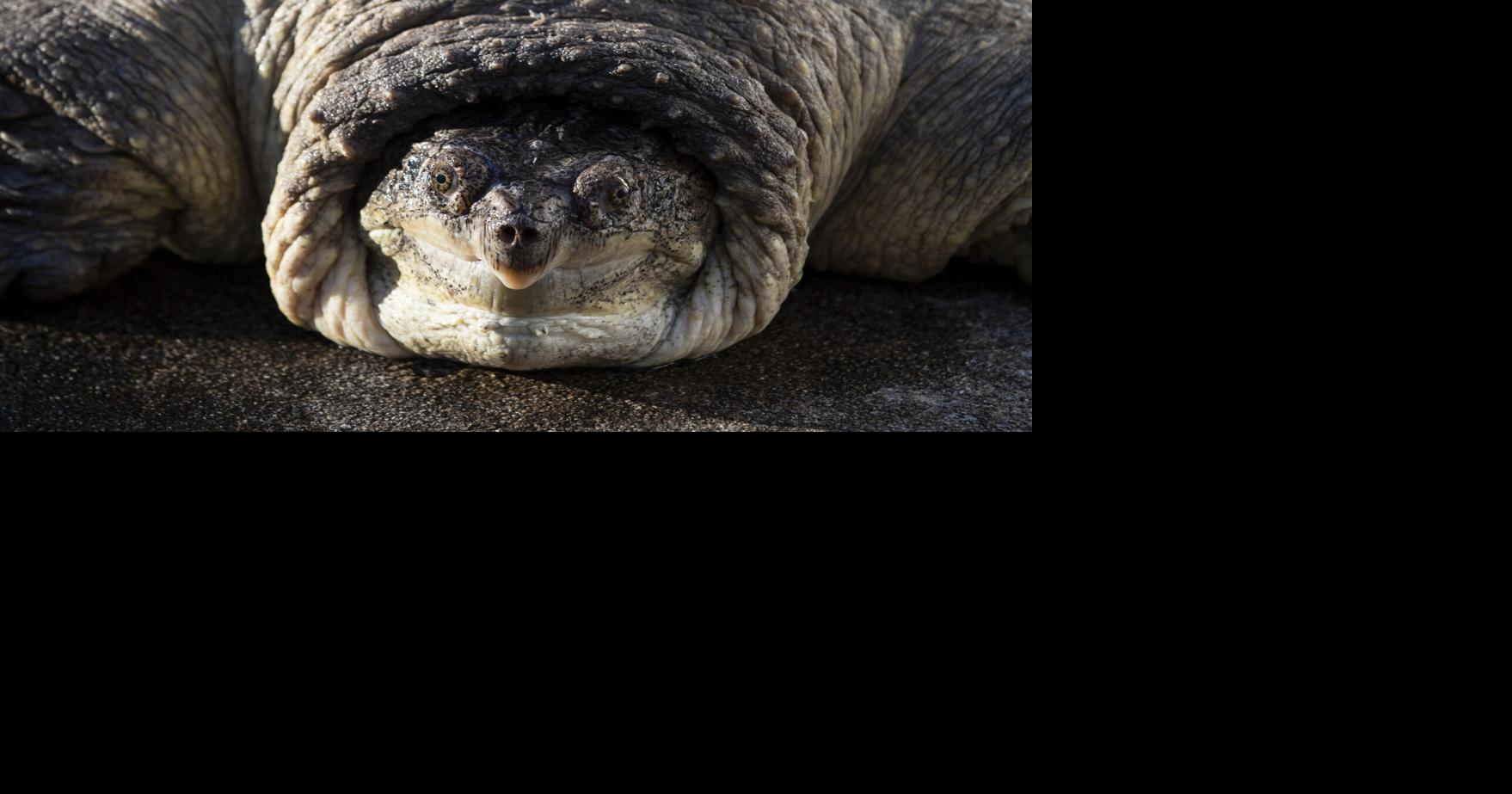Edmund the snapping turtle about to get a bigger home at Cunningham ...