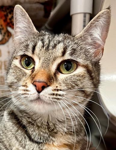 Piccolo | Pets And Animals | fredericknewspost.com