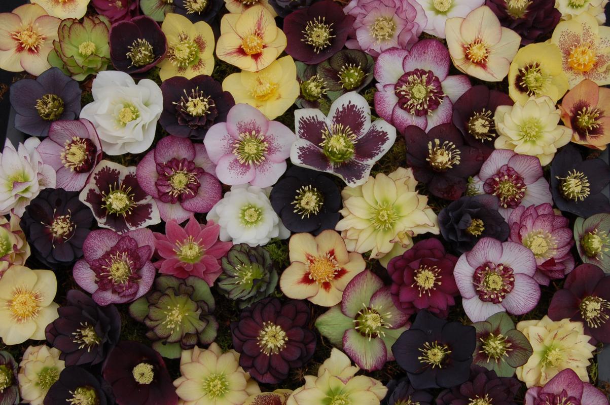 The hellebore: Popular, early, and now available in a dazzling variety ...