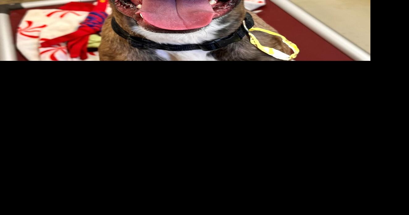 Johnny Blaze | Pets And Animals | fredericknewspost.com