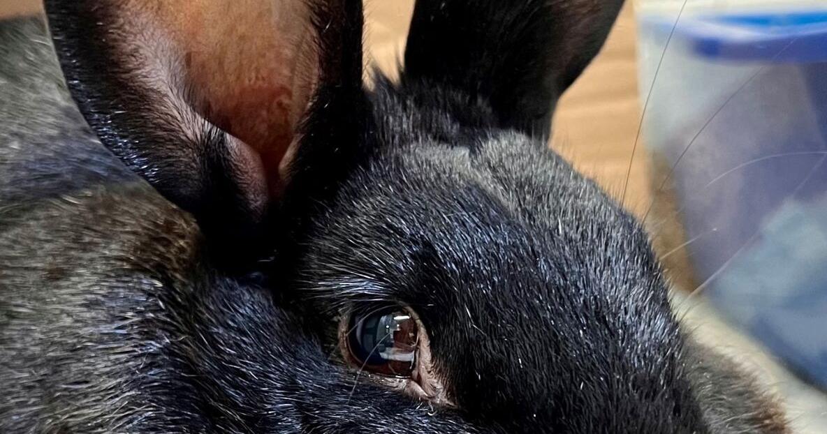 Anne Bonny | Pets And Animals | fredericknewspost.com