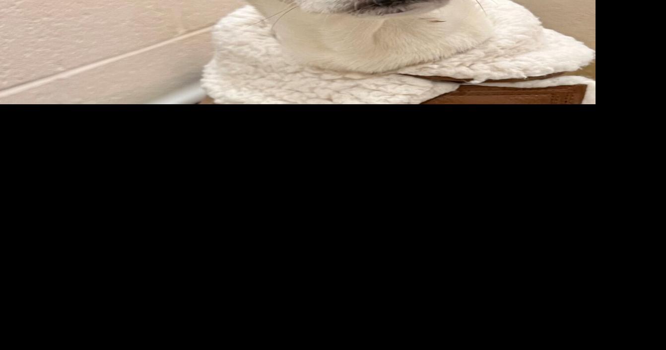 Featured pets — Jan. 7 | Pets And Animals | fredericknewspost.com