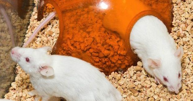 Inside the Science: Mice play key role in cancer research | Science ...