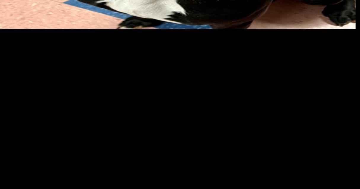 Flynn | Pets And Animals | fredericknewspost.com