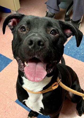 Flynn | Pets And Animals | fredericknewspost.com