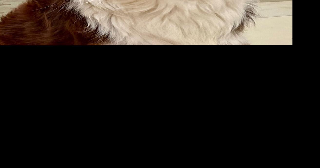 Ruger | Pets And Animals | fredericknewspost.com