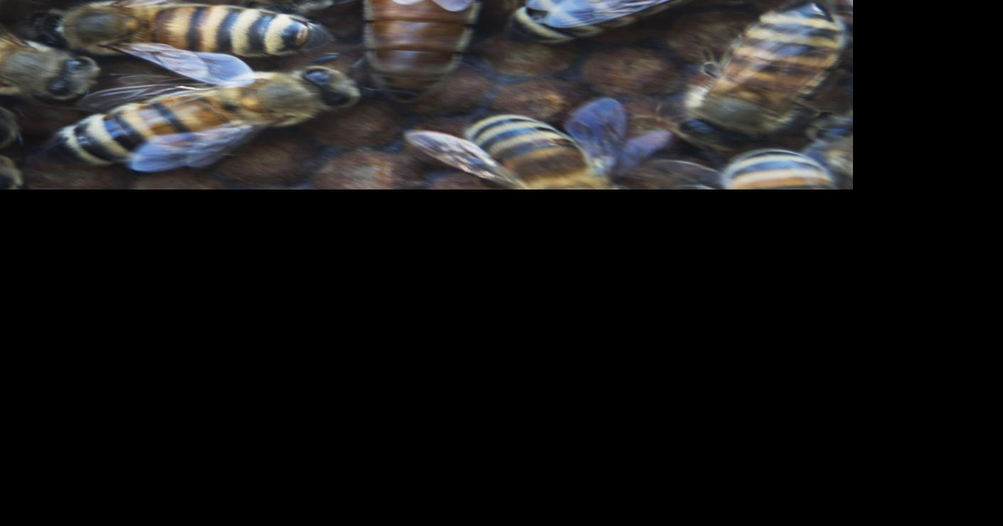 Maryland beekeepers fight to keep honeybee colonies alive | Agriculture ...
