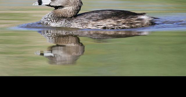 Nature Notes: Grebes — clumsy walkers, reluctant fliers but excellent ...