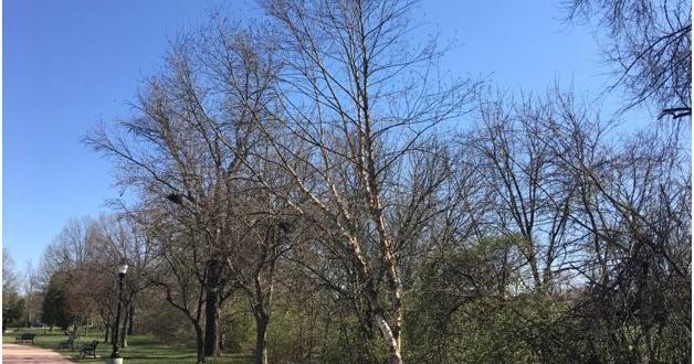 Nature Notes: River birch | Travel And Outdoors | fredericknewspost.com