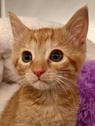 Asana | Pets And Animals | fredericknewspost.com