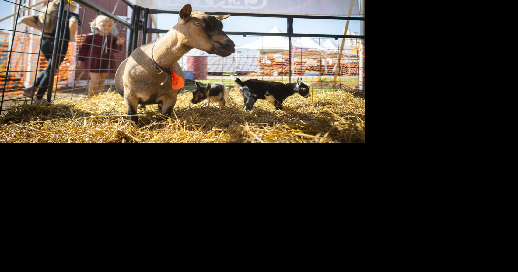 Twin goats arrive ahead of schedule at fair; more baby animals expected ...