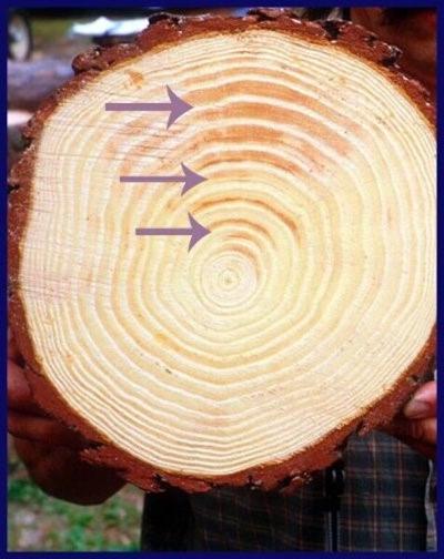 Nature Notes: Reaction wood balances forces of gravity | Frederick ...