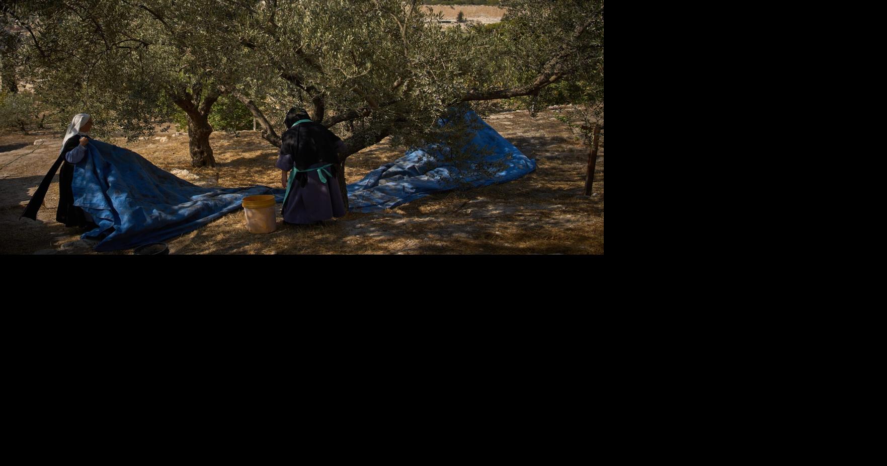 On Mount of Olives where Jesus prayed, monks and nuns keep harvesting ...