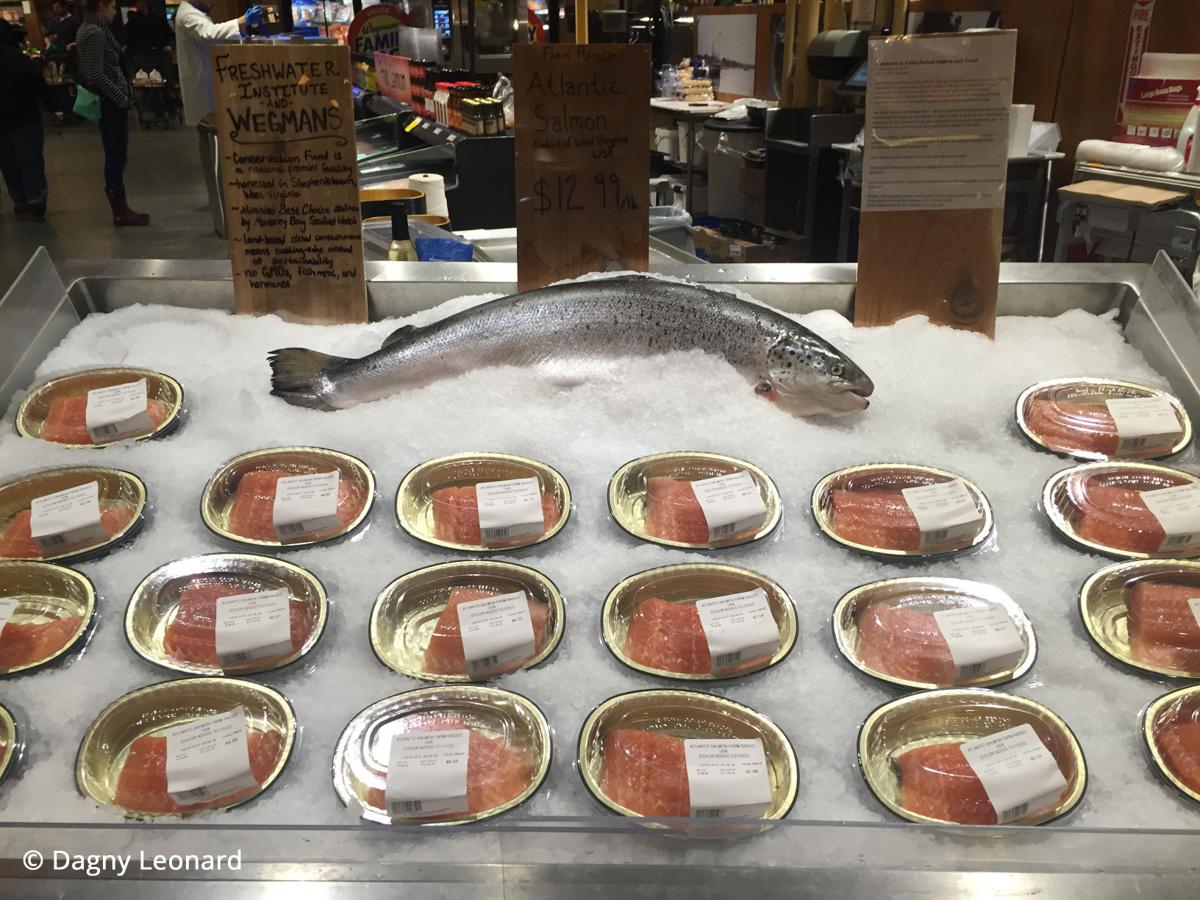 Local, sustainable salmon make a splash at Wegmans in Frederick | Food ...