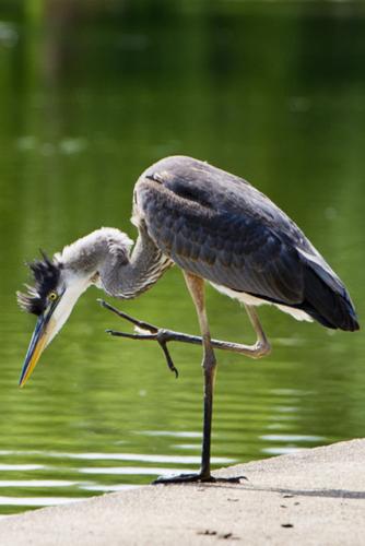 Around Town — Summer fishing on Culler Lake | Science & technology ...
