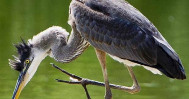 Around Town — Summer fishing on Culler Lake | Science & technology ...