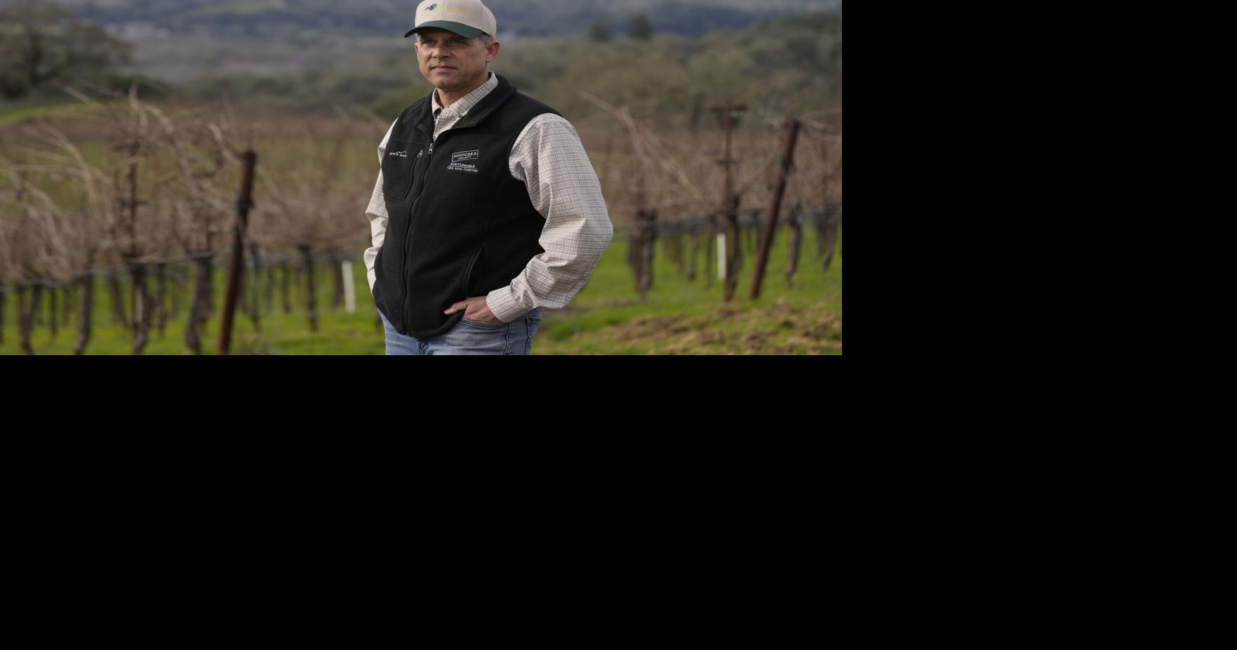 AI made its way to vineyards. Here's how the technology is helping make ...