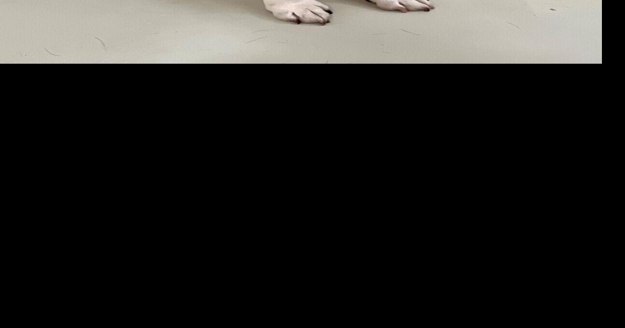 Featured pets — Nov. 19 | Pets And Animals | fredericknewspost.com