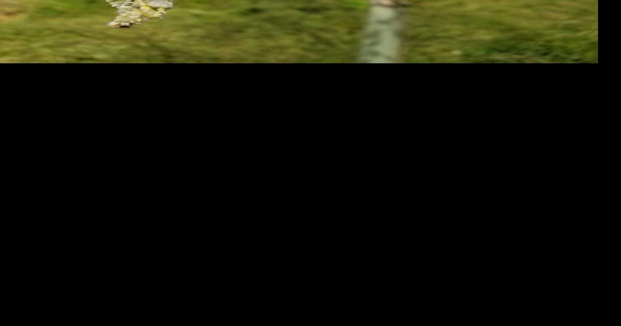 Nature Notes: Insects with piercing and sucking mouthparts | Frederick ...