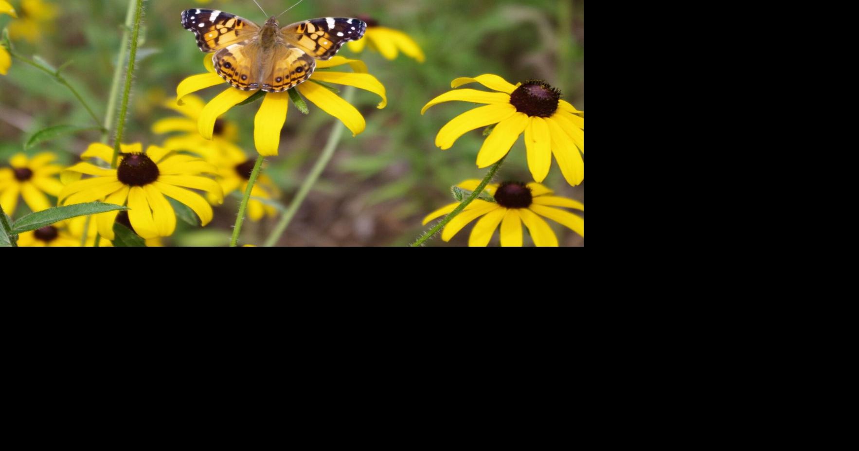 “Key” Plants for Supporting Native Wildlife | | ftimes.com