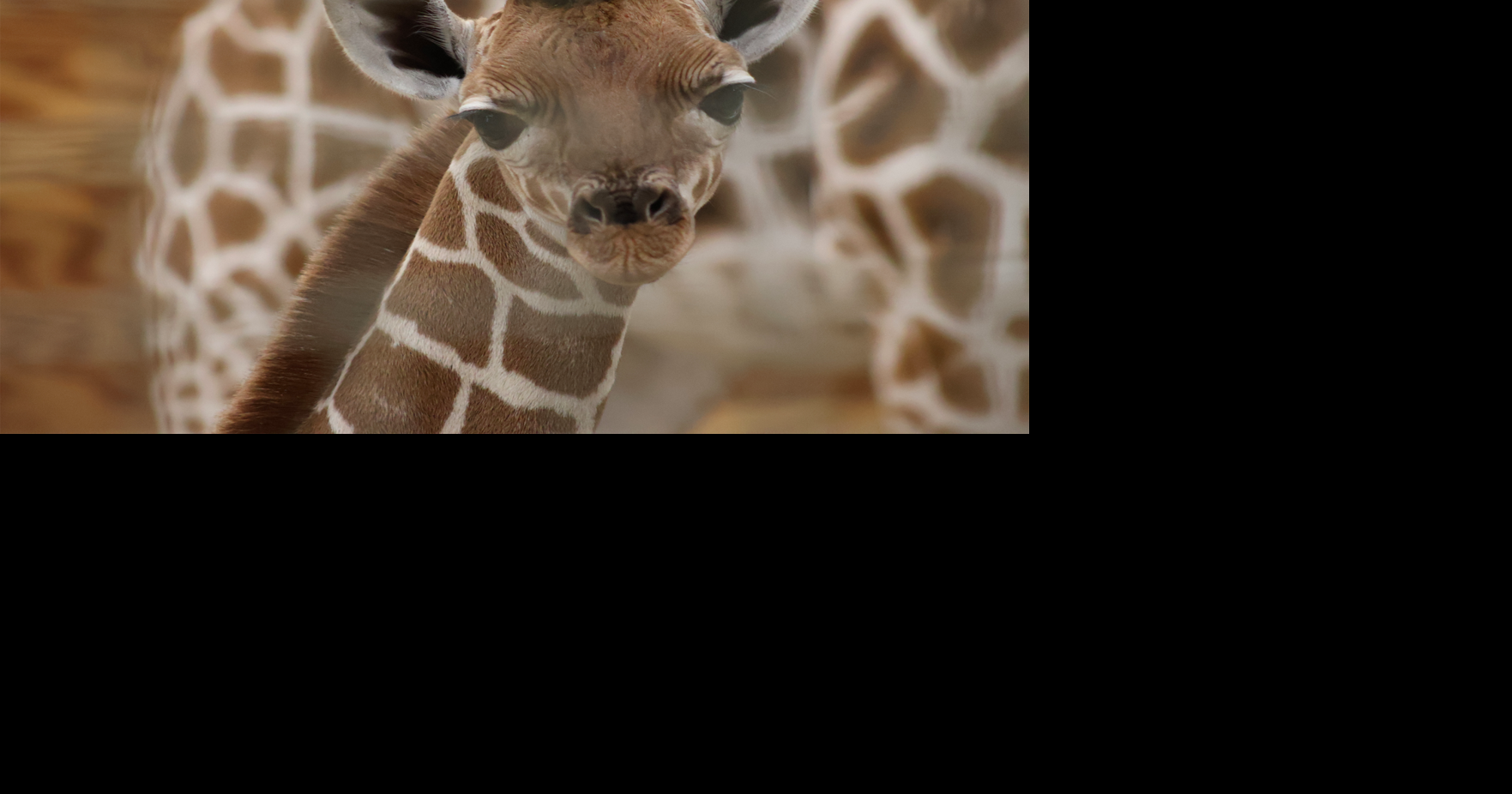 Jan. 13: Applications accepted for animal-related scholarship at Fort ...