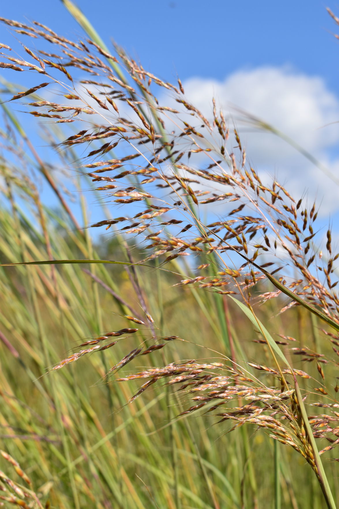 Earth Source, Heartland Restoration show flower power | Fwbusiness ...