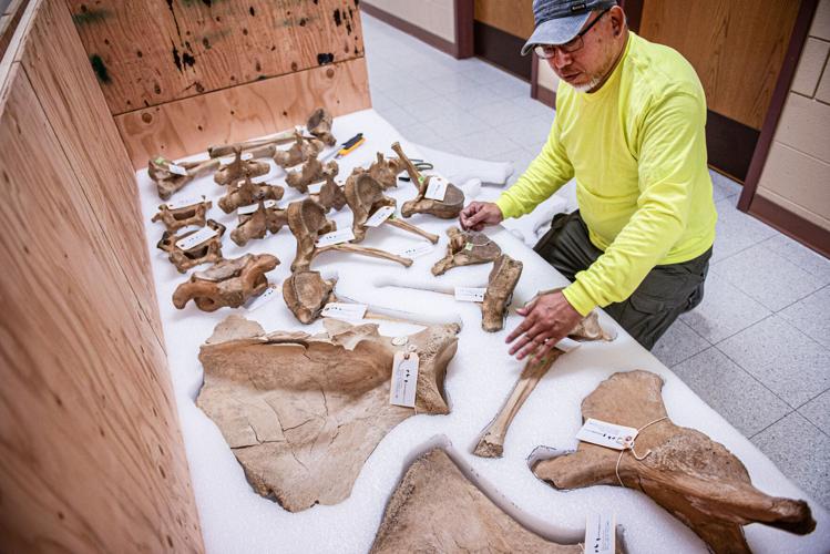Feb. 2 - Original mastodon bones returning for Purdue Fort Wayne campus ...
