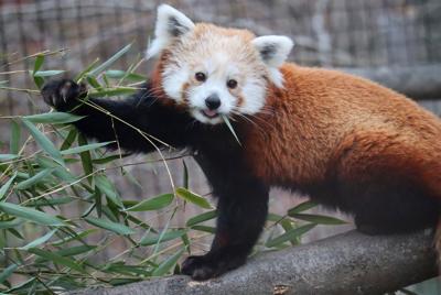 red panda roaring