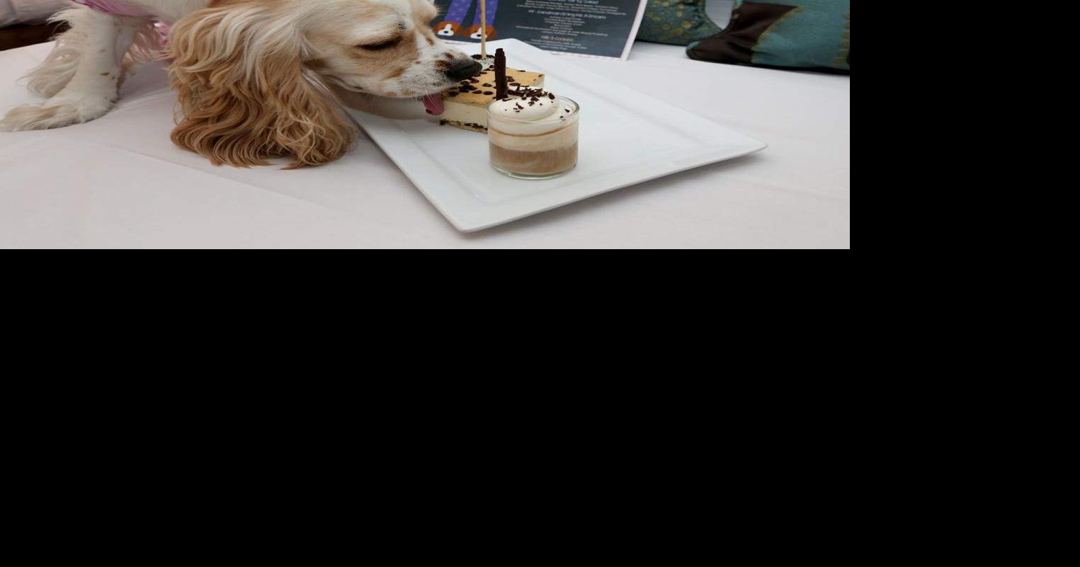 Dogs and jammies: Annual PAWS Gala puts a twist on bedtime snack ...