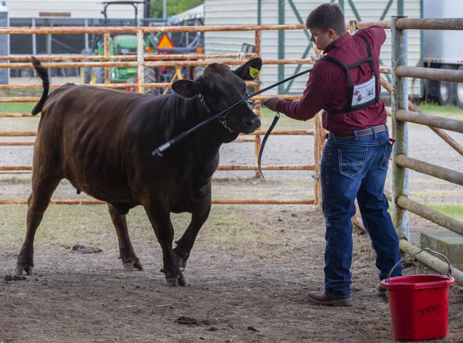 Galveston County Fair & Rodeo continues | Local News | The Daily News