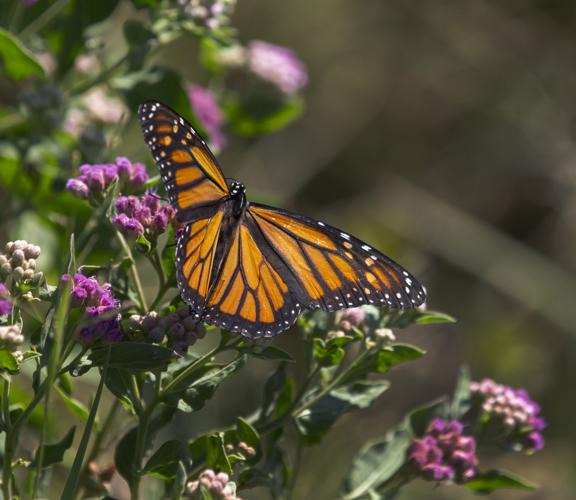 The bugs in your backyard: New program aims to count Galveston's ...
