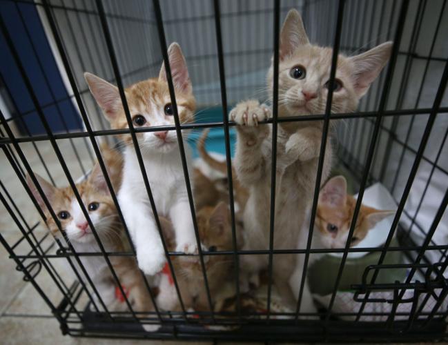 Crammed shelters call for help as pet killings loom in Galveston County ...