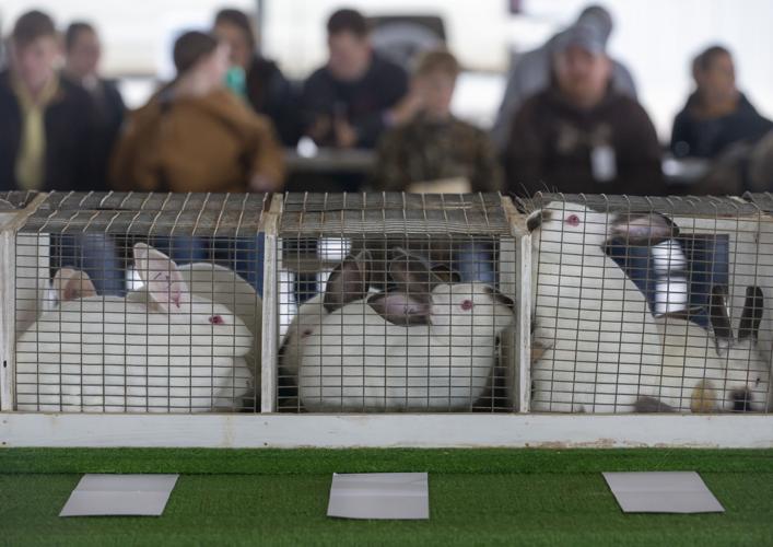 Galveston County Fair & Rodeo rabbit show a hare-raising good time ...