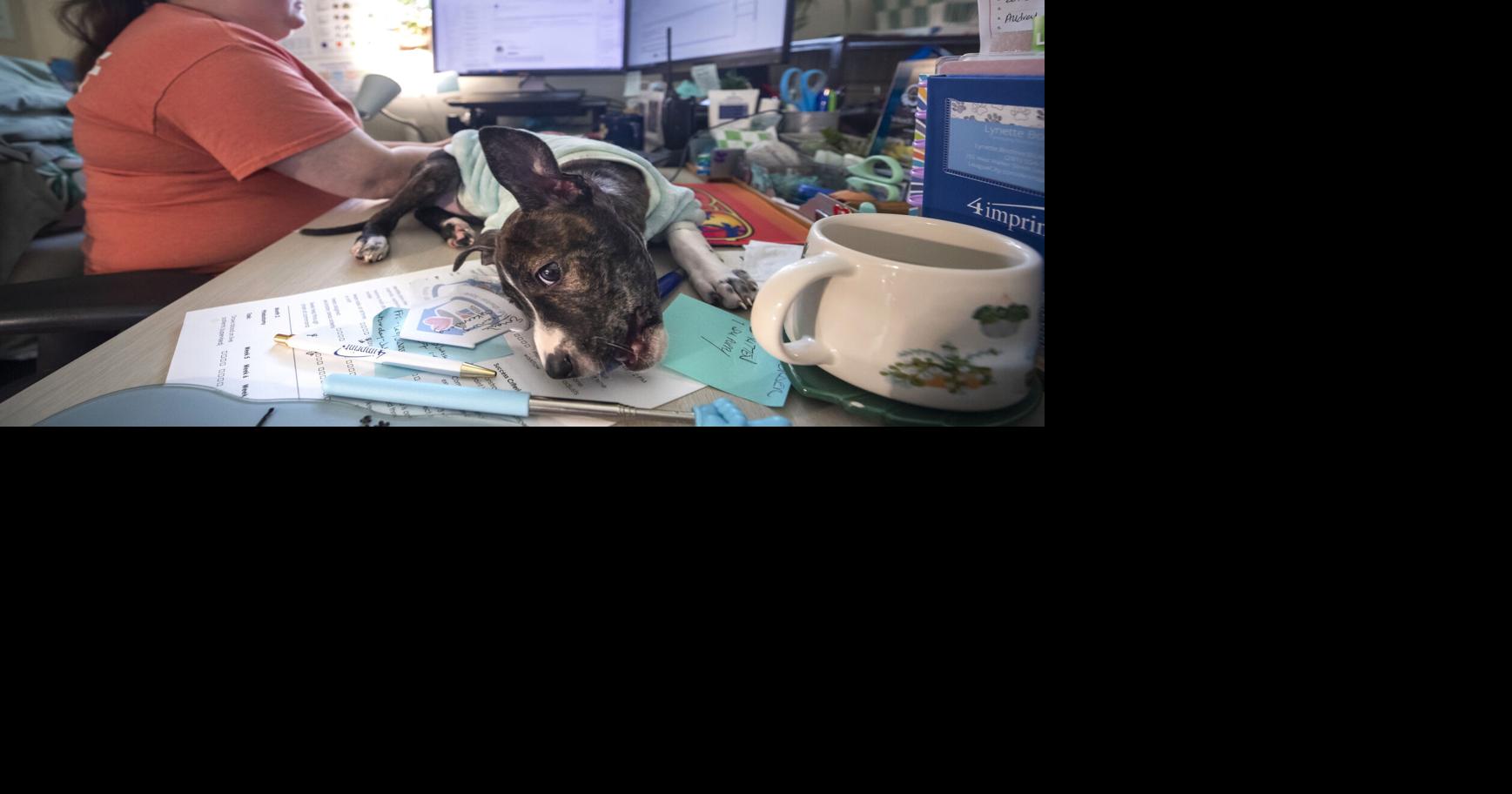 League City's overcrowded animal shelter encourages adoption with ...