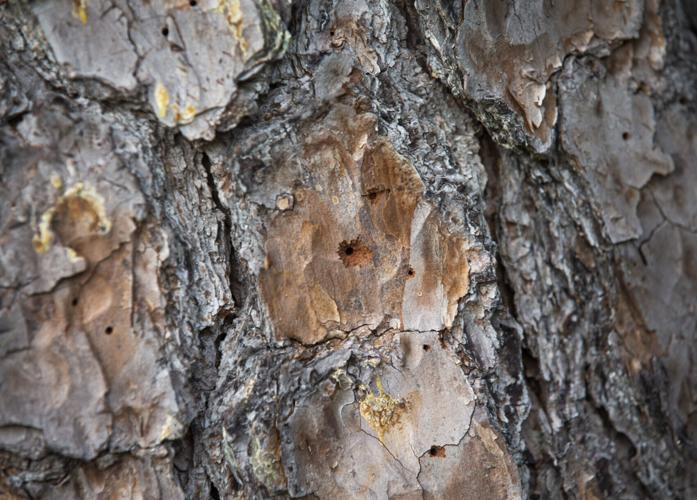 beetle destroying pine trees