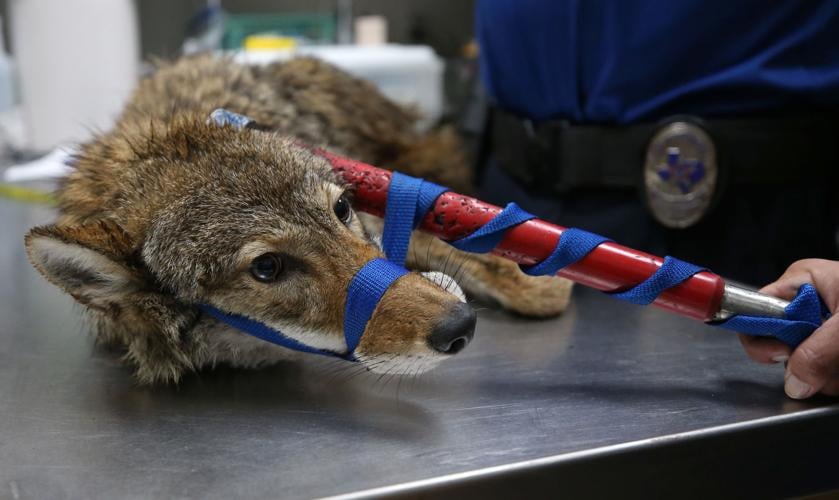 Collaring program to collect data on coyote range, DNA in Galveston ...