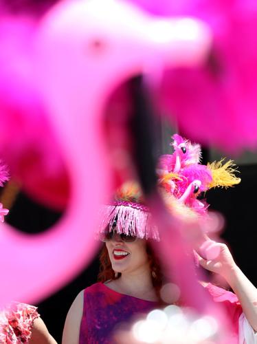 Flamingo fans celebrate with flamboyant parade | Local News | The Daily ...