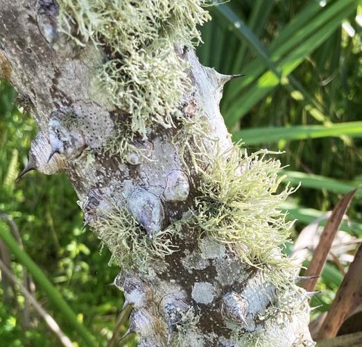 Exploring the nicknames of the prickly ash tree | Leisure | The Daily News