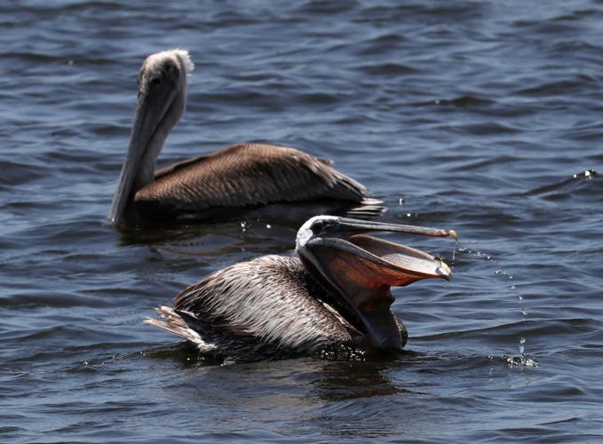Pelicans take over Offatts Bayou | Local News | The Daily News