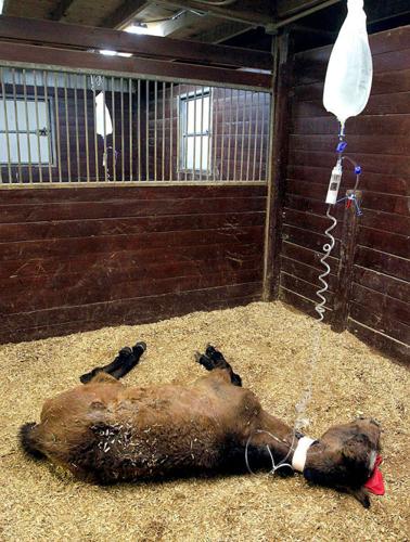 Horses die: Vet says rescued mares died of complications from ...
