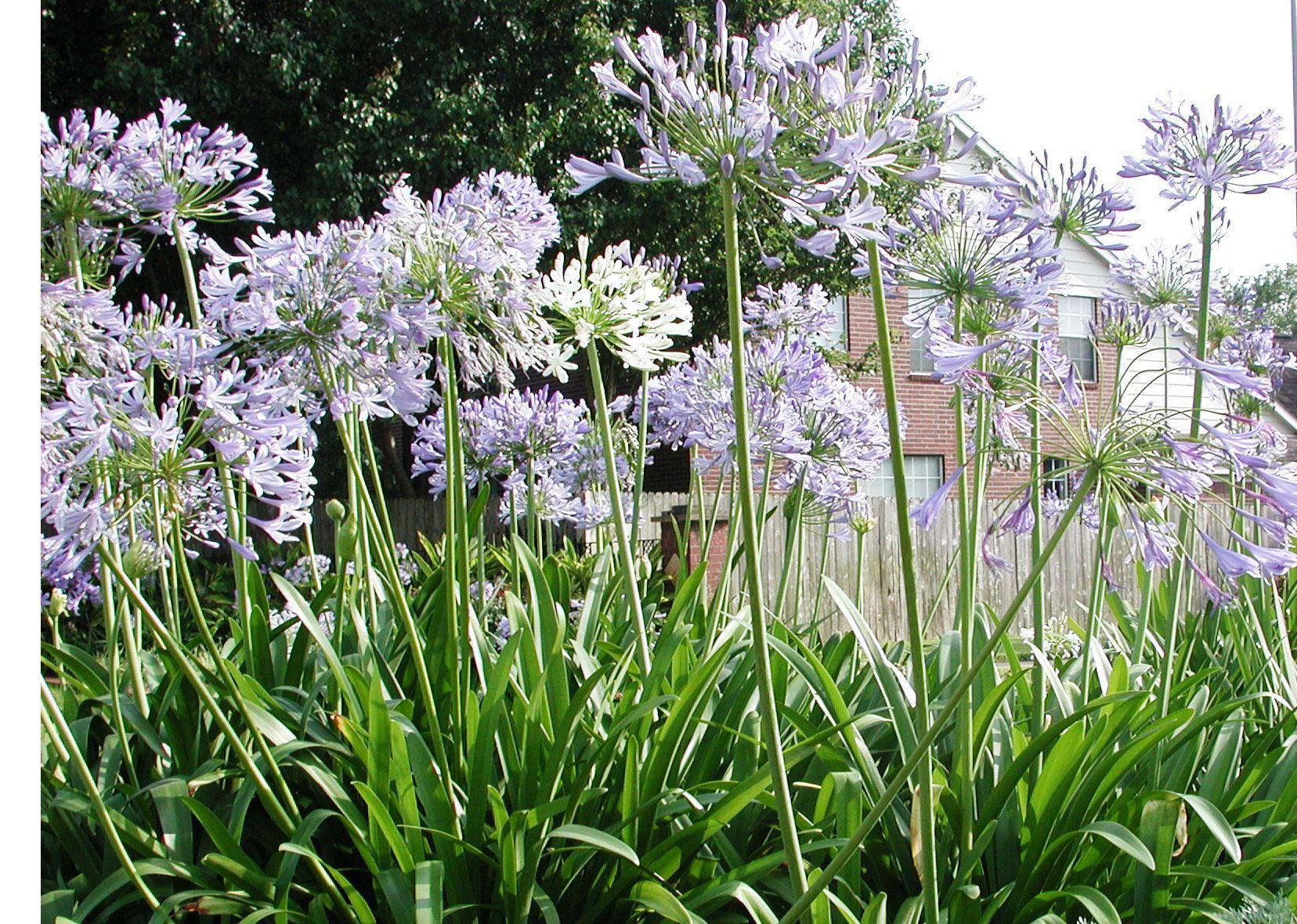 Agapanthus adds eye-catching color to landscape | Leisure | The Daily News