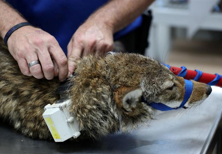 Collaring program to collect data on coyote range, DNA in Galveston ...