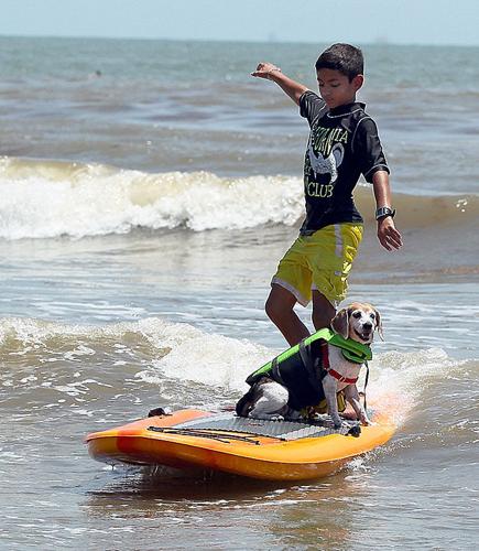 Surf Dog Competition benefits Galveston Island Humane Society | Local ...
