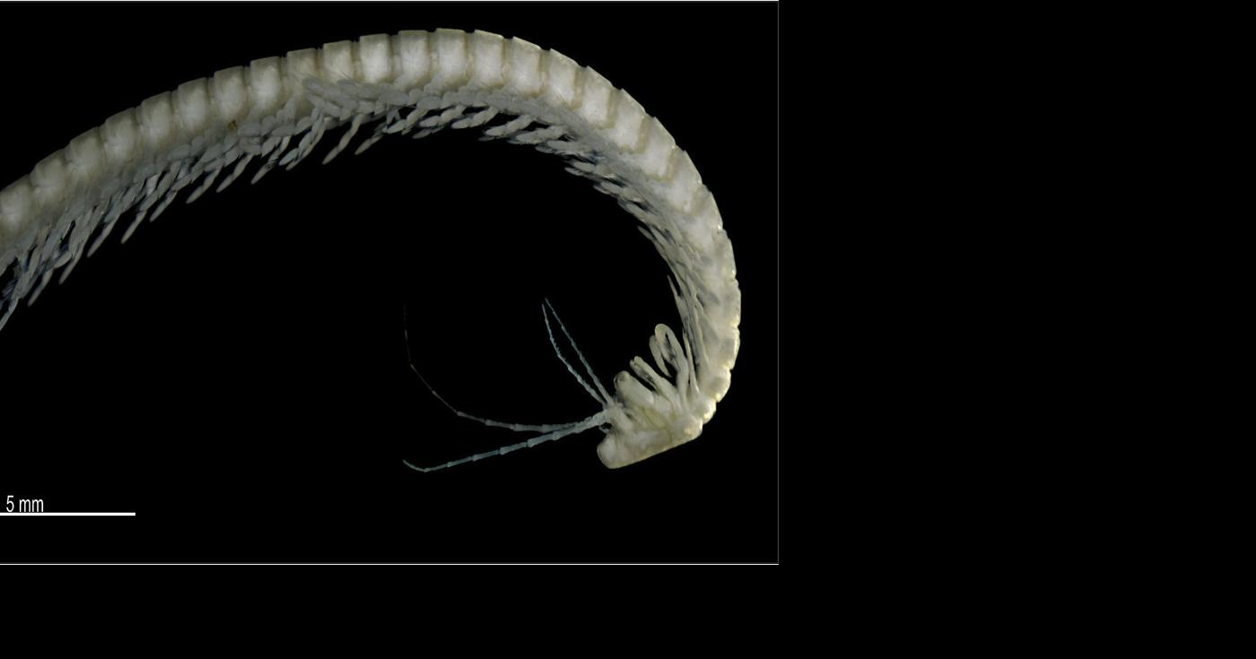 TAMUG team helps discover new species of cave crustacean | Local News ...