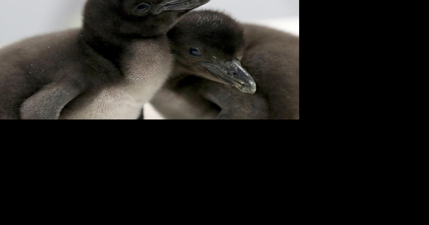 Moody Gardens introduces newest baby penguins | Local News | The Daily News