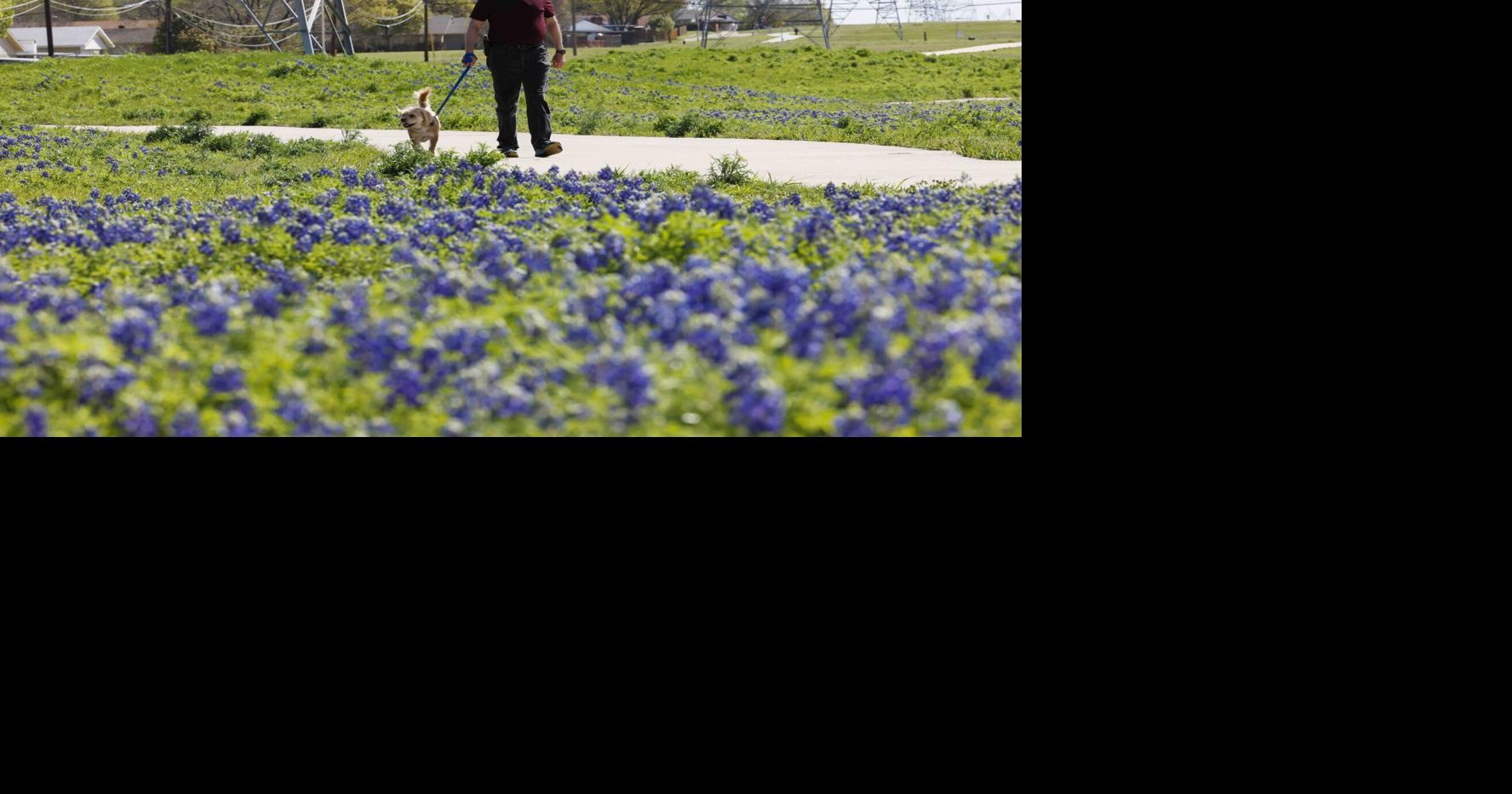 Once a year, Texas turns blue | Lifestyle | The Daily News
