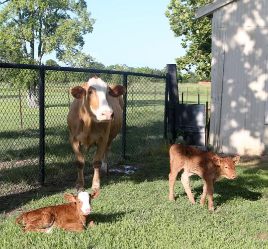 She really delivers: 'Grandma' cow has twins | Local News | The Daily News